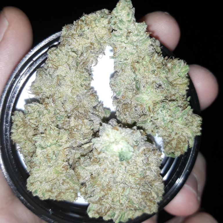 Pluto Weed Strain Granddaddy pluto strain indica or sativa