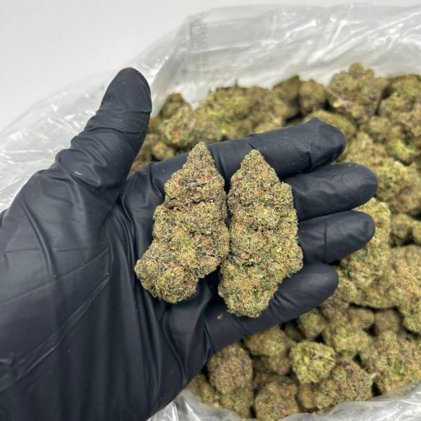 3 Bears OG Strain - Buy Bear OG Strain Weed Online - ORDER