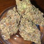 3 Bears OG Strain - Buy Bear OG Strain Weed Online - ORDER